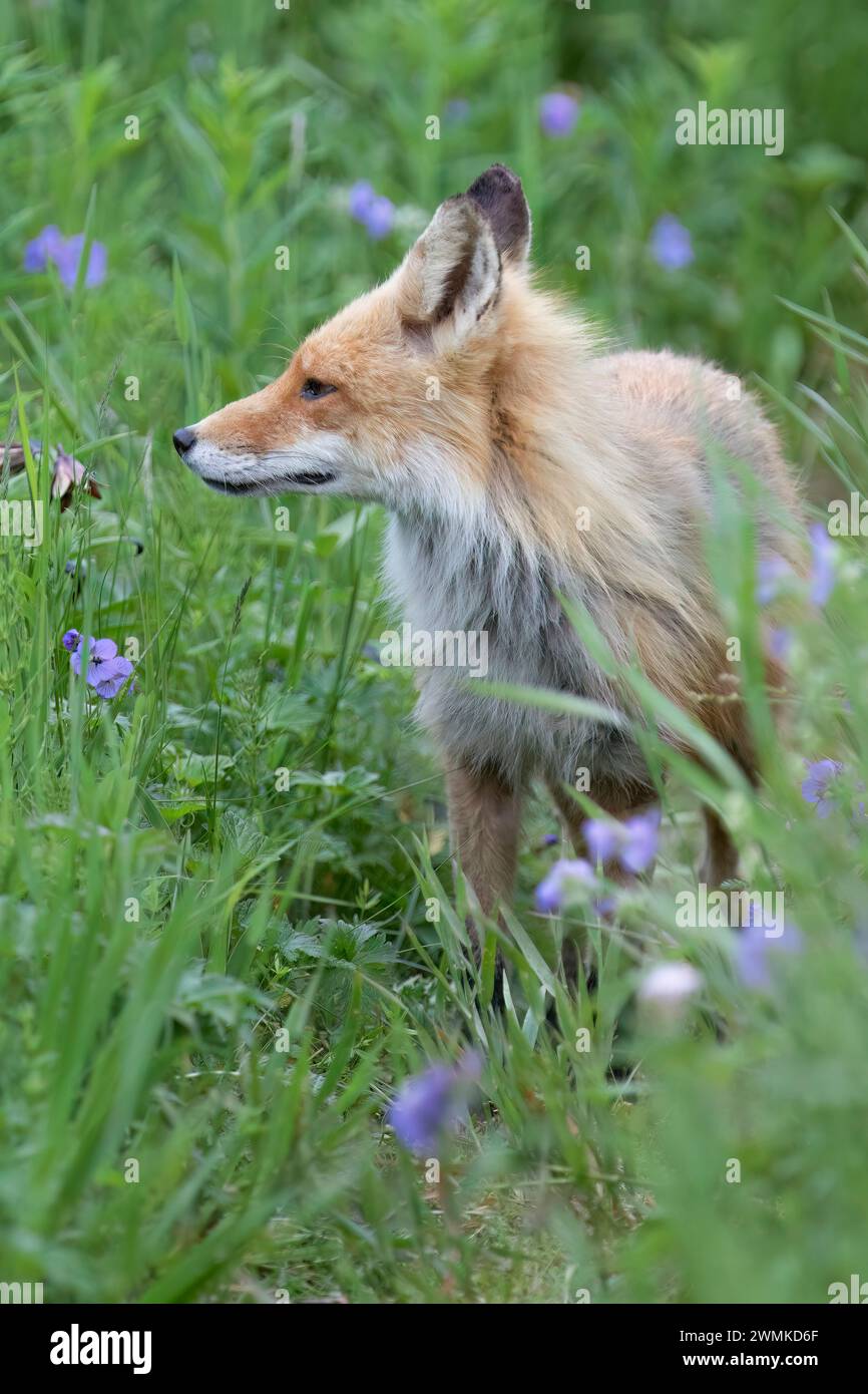 Portrait of a Red fox (Vulpes vulpes) standing alert in grasses and ...