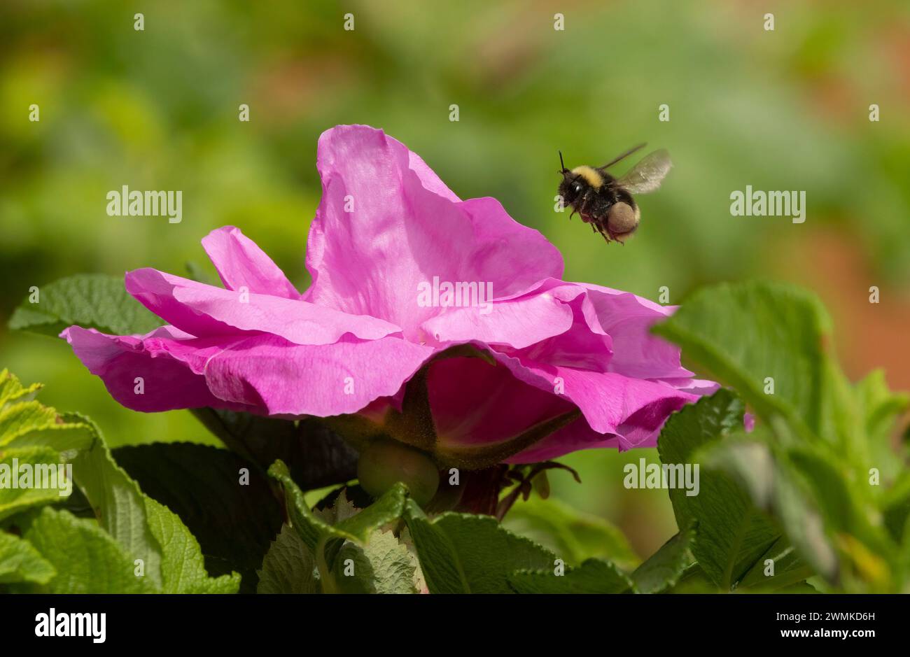 Hovering insects hi-res stock photography and images - Alamy