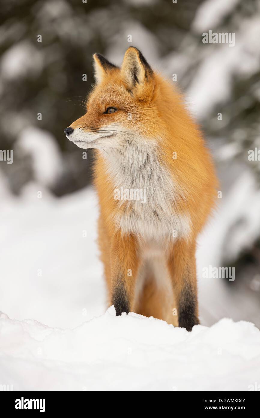 Red fox standing up hi-res stock photography and images - Alamy