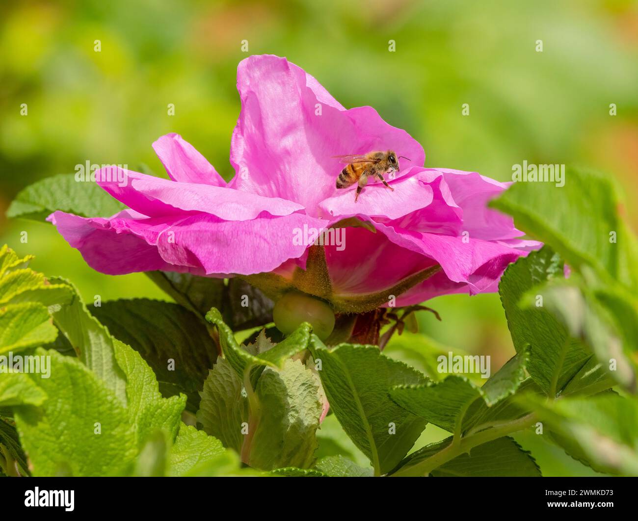 Pink flowering plants with bee hi-res stock photography and images - Alamy