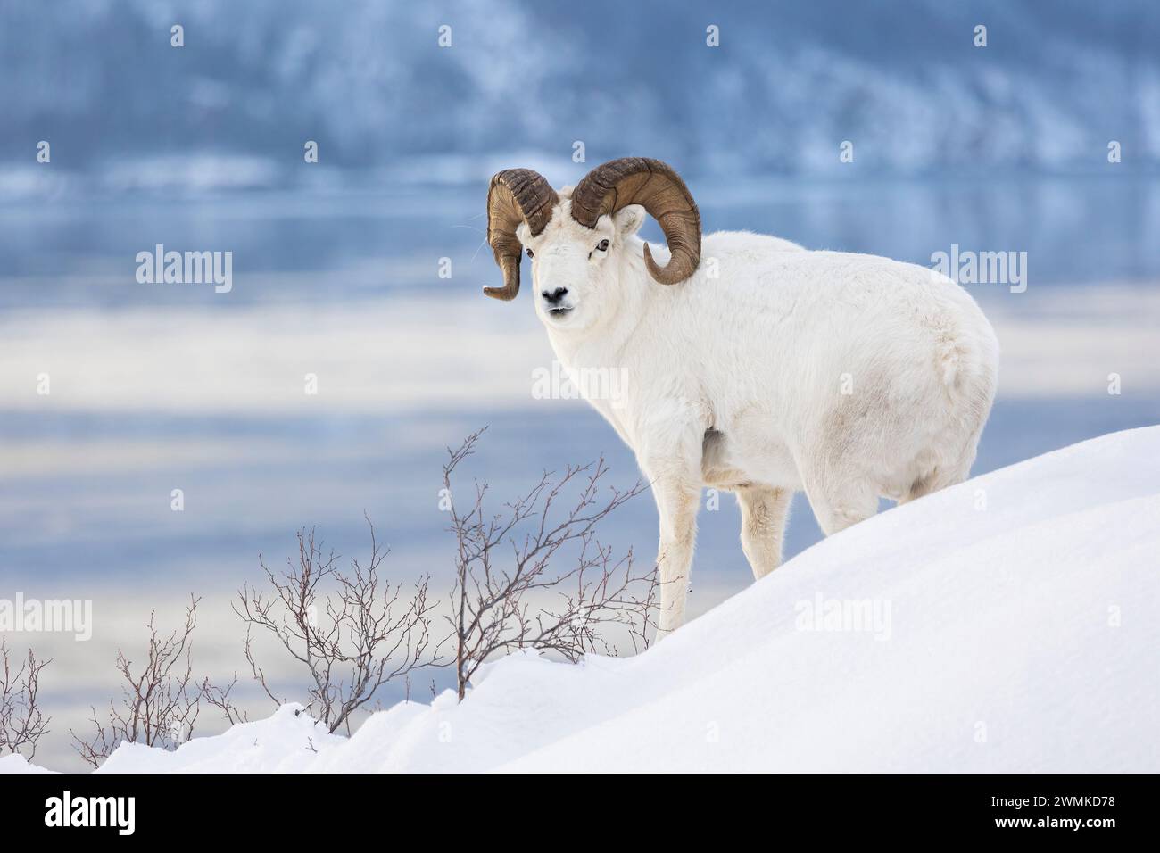 Dall sheep (Ovis dalli) ram standing in snow; Alaska, United States of ...
