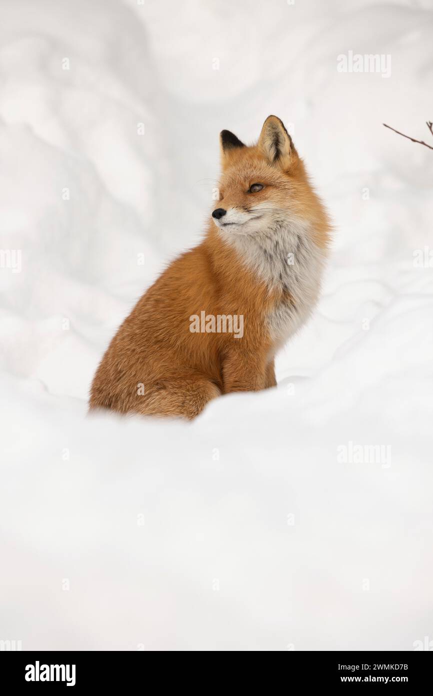 Portrait of a Red fox (Vulpes vulpes) sitting in the snow; Alaska ...