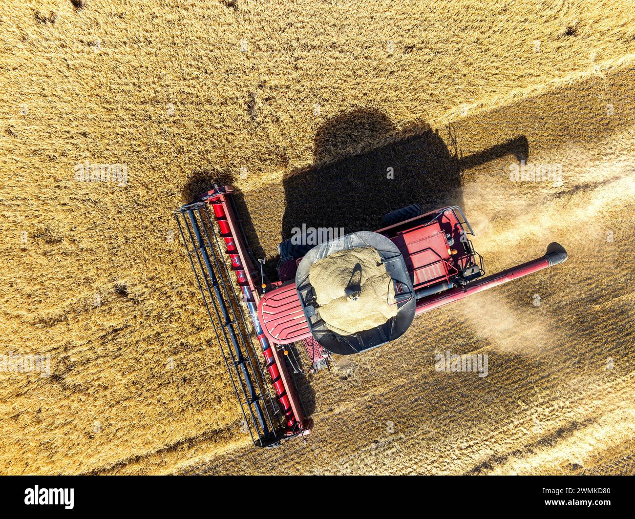 Overhead aerial view of a combine in a grain field at harvest with a ...