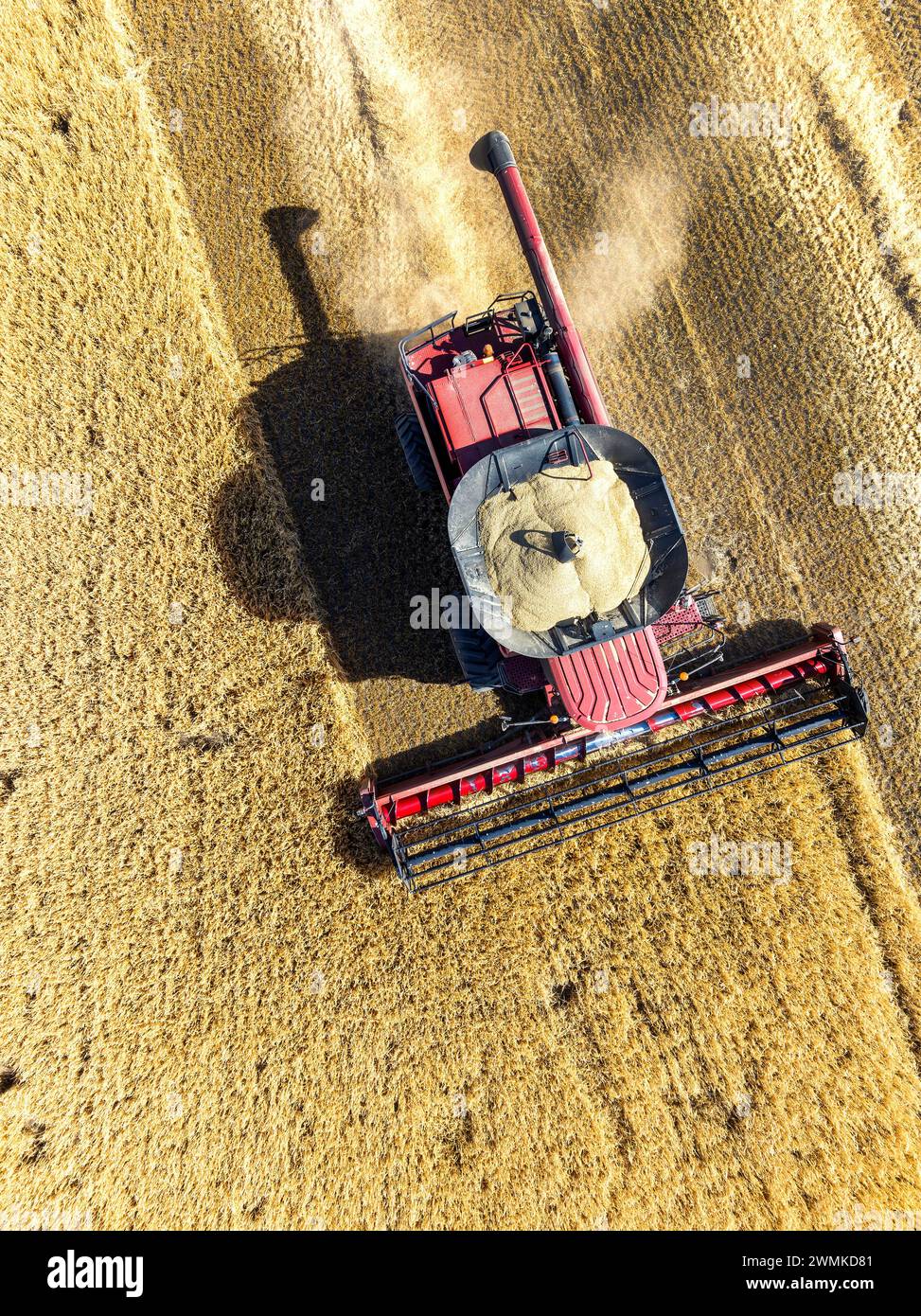 Overhead aerial view of a combine in a grain field at harvest with a ...