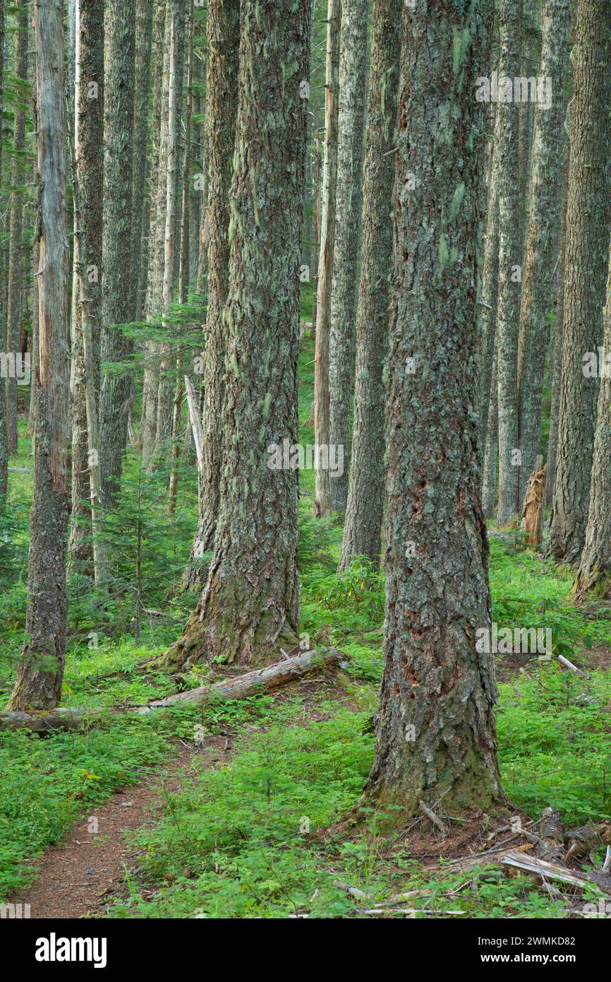 High Ridge Trail, Table Rock Wilderness, Salem District Bureau of Land ...