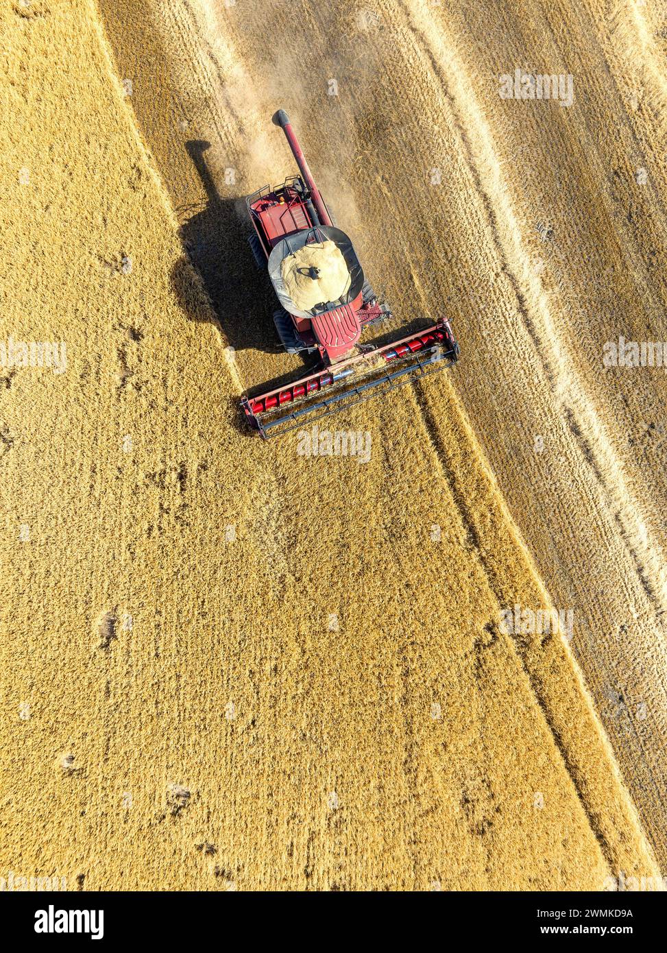 Overhead aerial view of a combine in a grain field at harvest with a ...