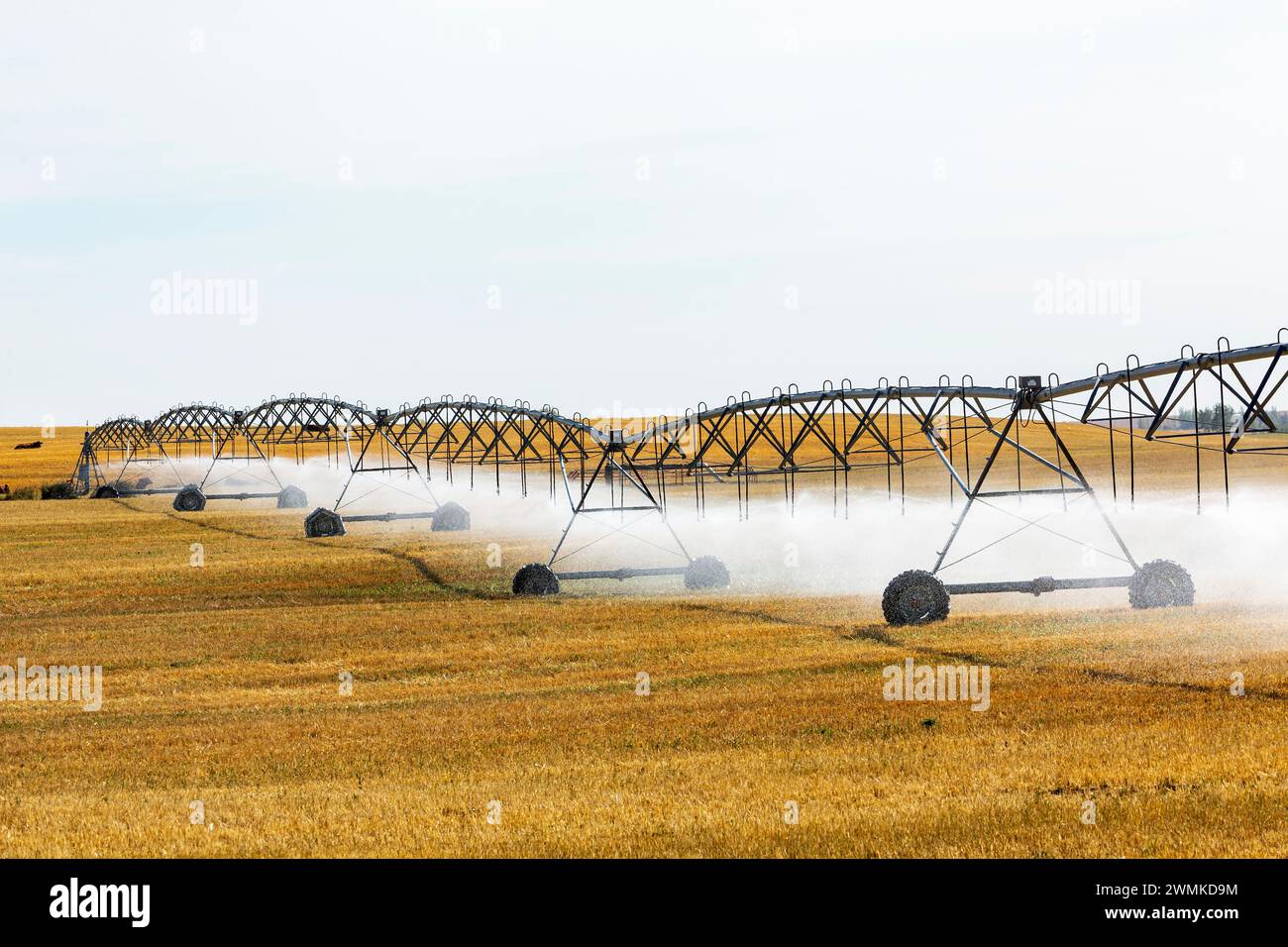 Large irrigation equipment on wheels watering a grain field, East of ...