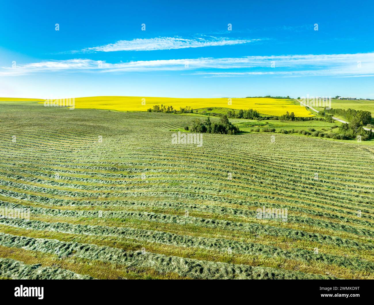 Aerial view of a green cut field with a flowering canola field in the ...