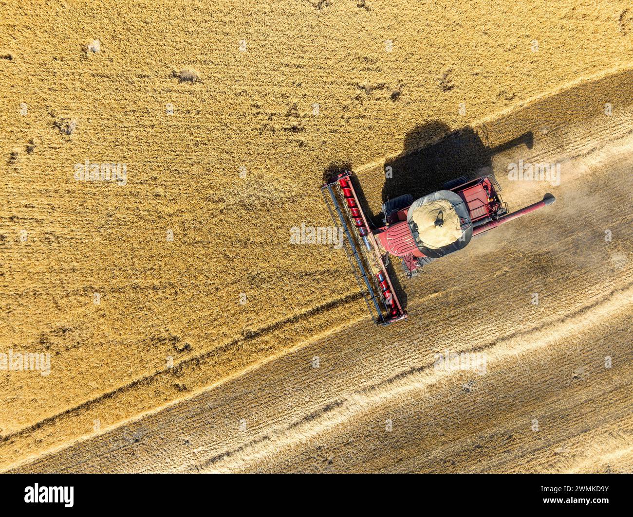 Overhead aerial view of a combine in a grain field at harvest with a ...