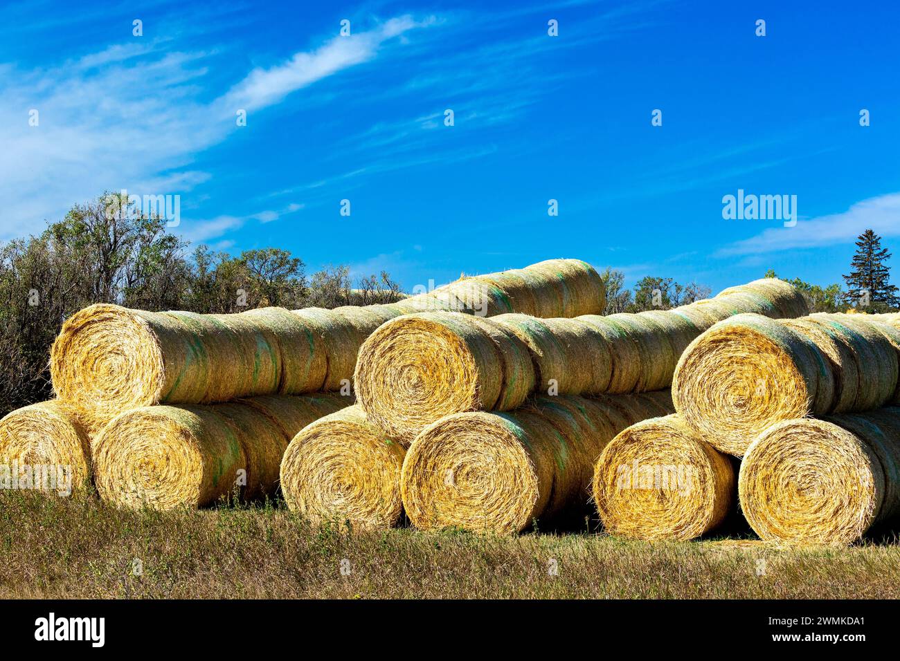 Rows of large round hay bales stacked in a pile with wispy clouds and ...
