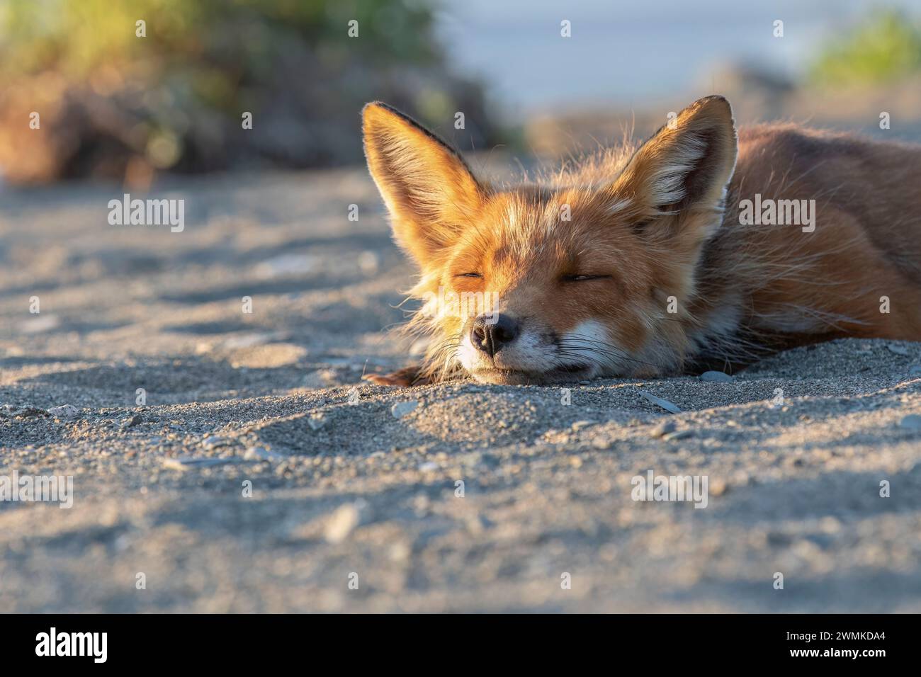 Red fox (Vulpes vulpes) lays on sand basking in warm sunlight with its eyes closed; Alaska ...