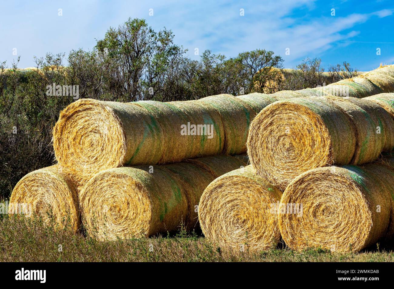 Rows of large round hay bales stacked in a pile with wispy clouds and ...