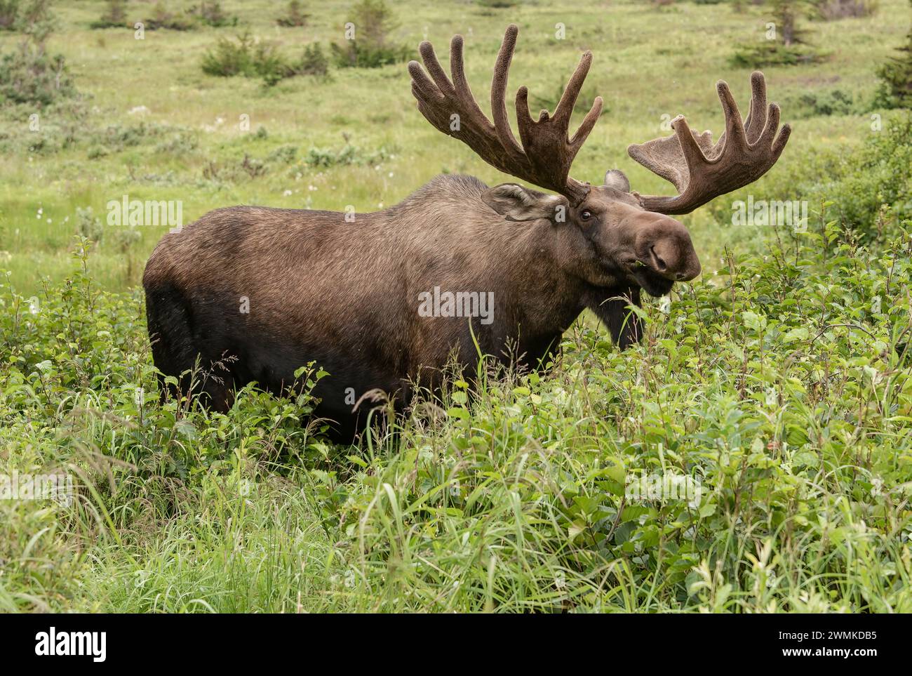 Bull moose (Alces alces) with large antlers standing in lush foliage ...