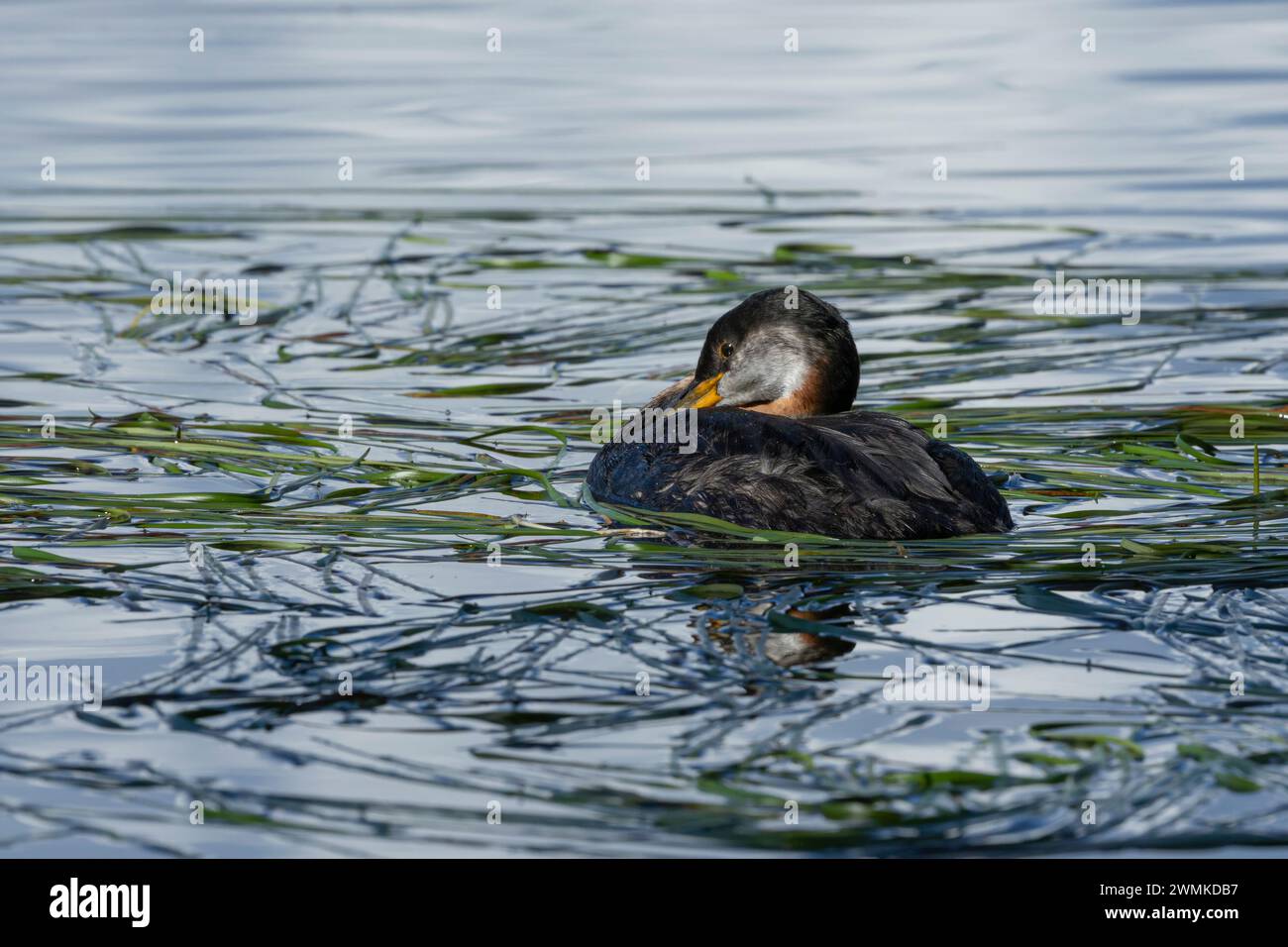 Bird rests its head on its feathers on the tranquil water; Alaska ...