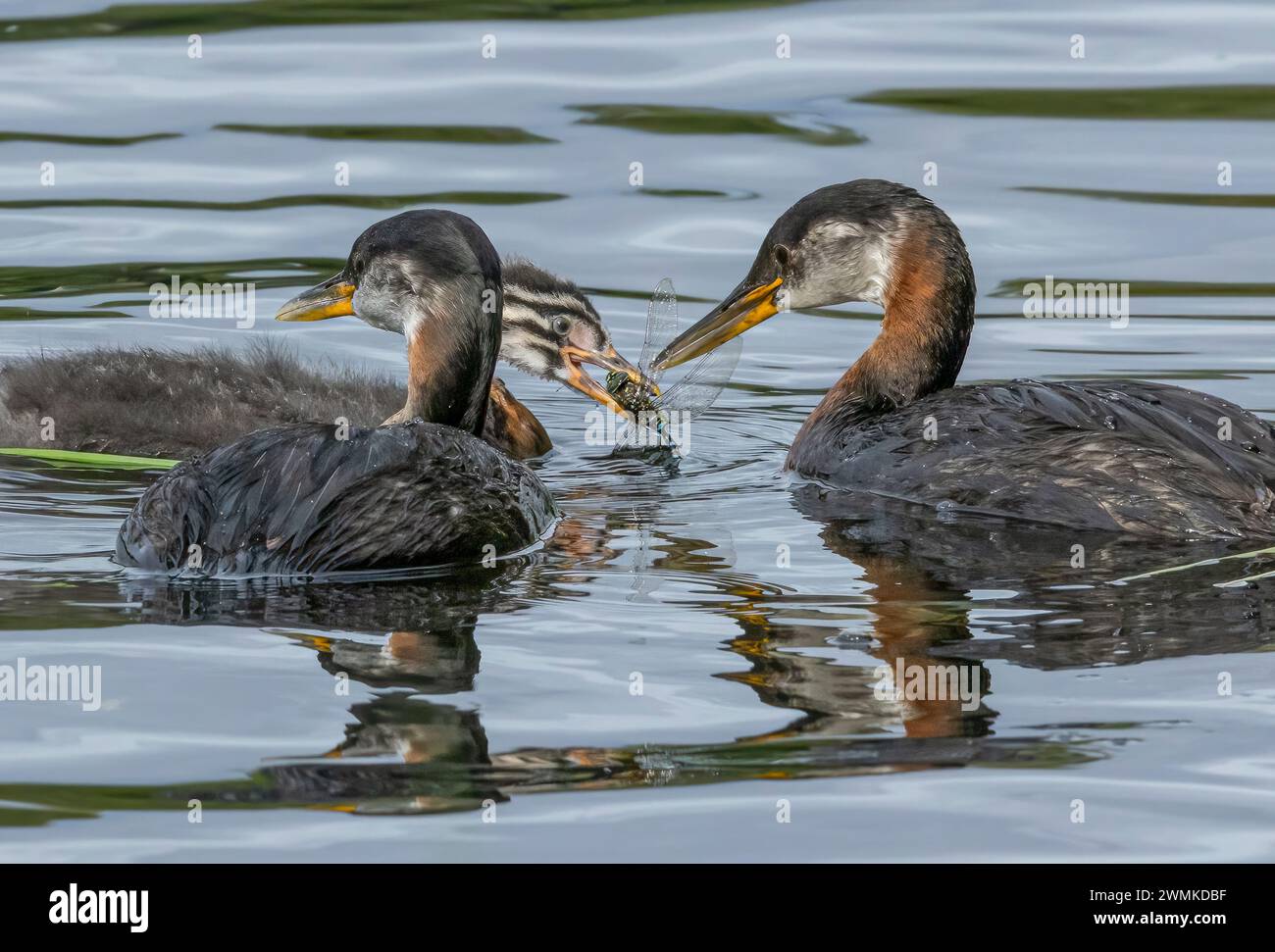 Birds gather on the water as one eats a fresh caught fish; Alaska ...
