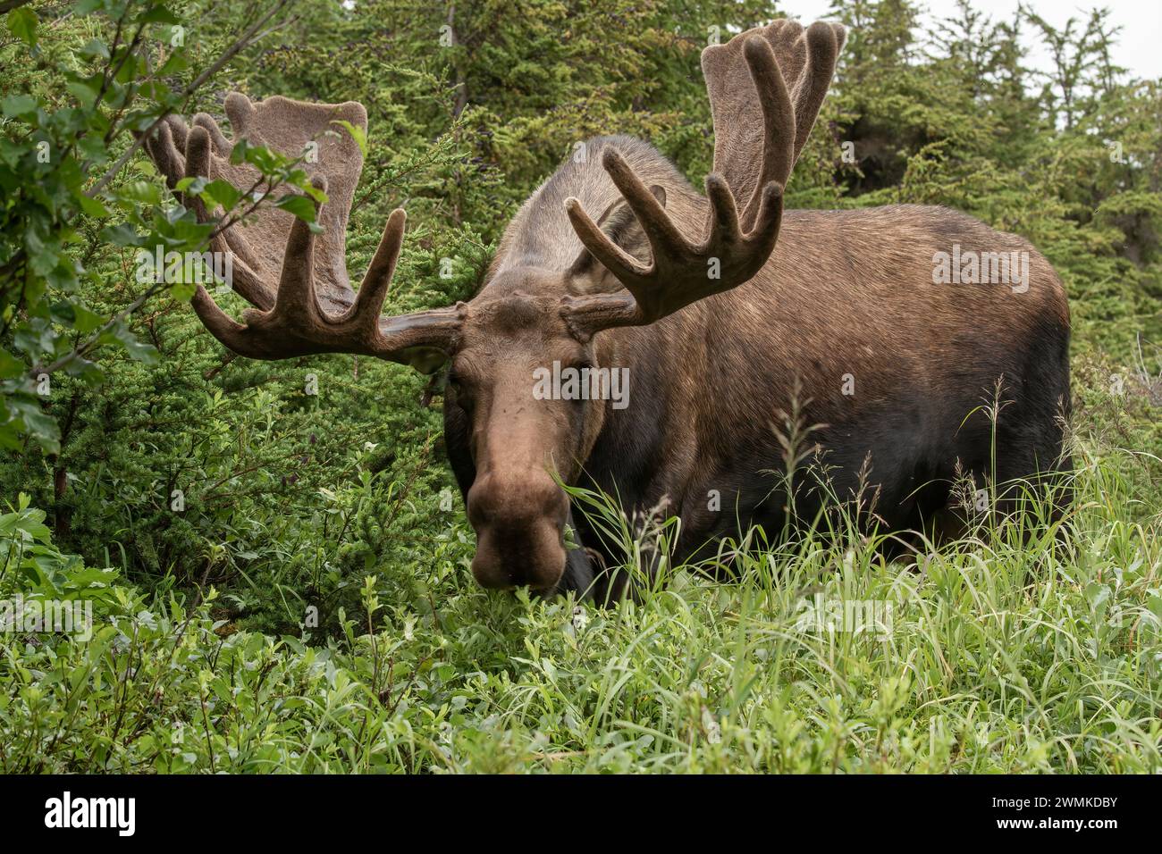 Bull moose (Alces alces) with large antlers standing in lush foliage ...