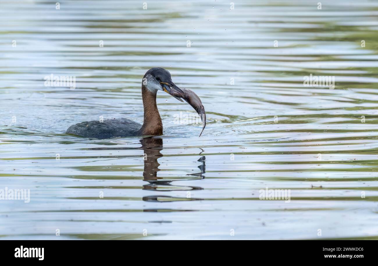 Foreground fish eating water birds hi-res stock photography and images ...