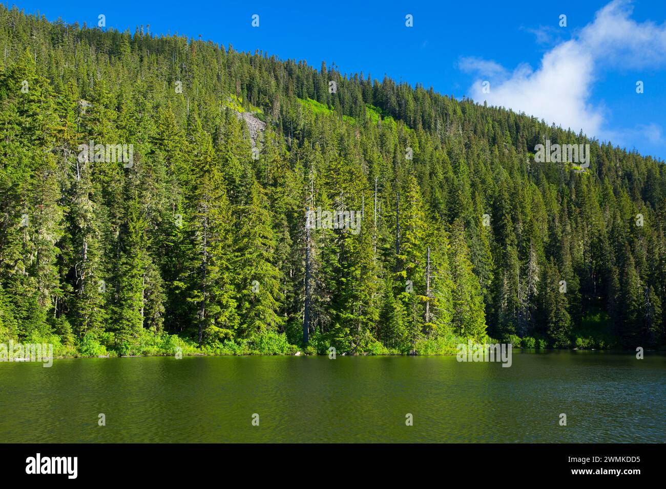 Shellrock Lake, Roaring River Wilderness, Mt Hood National Forest ...
