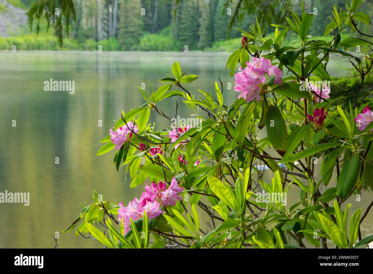 Pacific rhododendron (Rhododendron macrophyllum) at Shellrock Lake ...