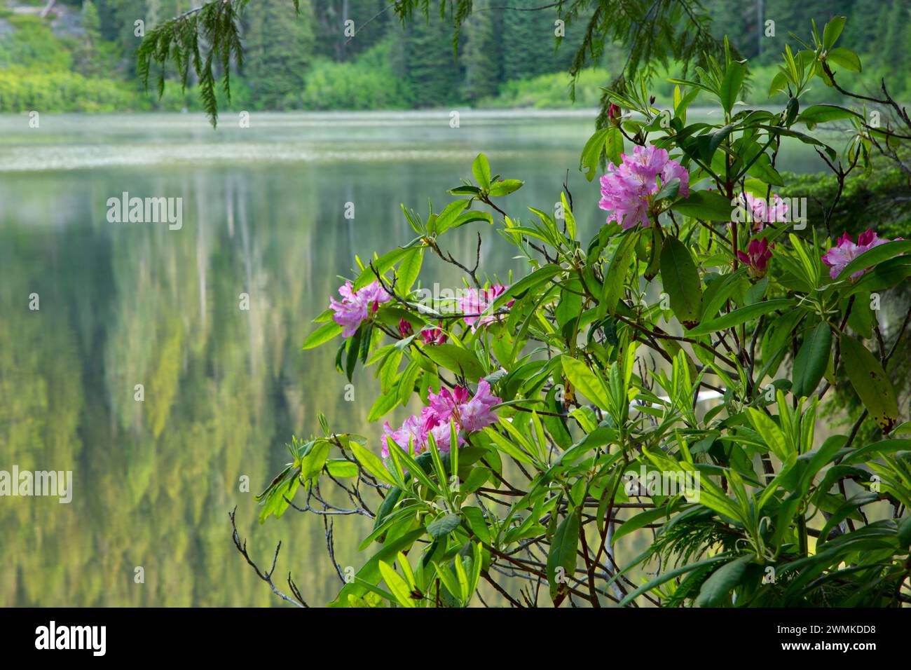 Pacific rhododendron (Rhododendron macrophyllum) at Shellrock Lake ...