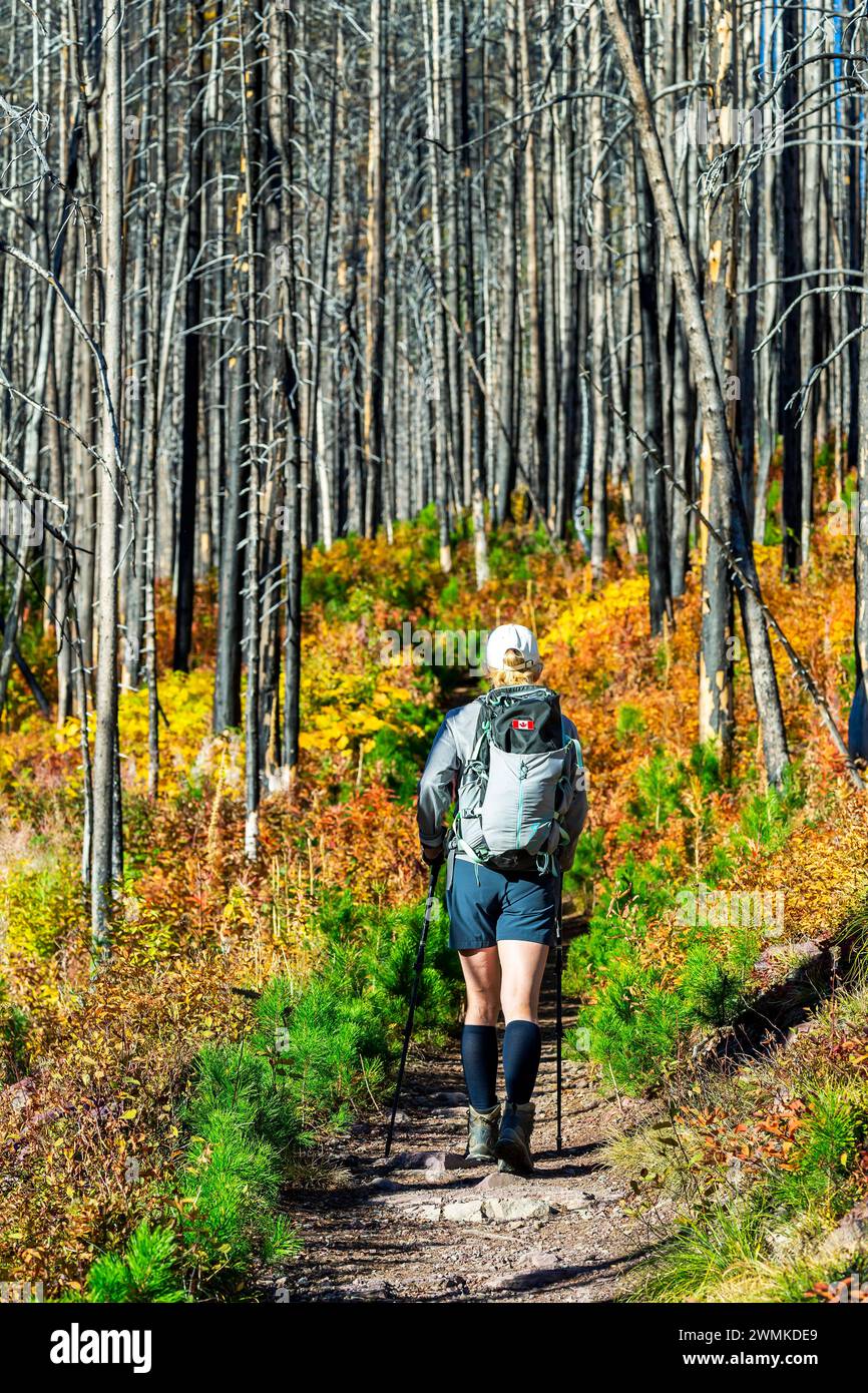 Female hiker along a trail in a burned forest with colourful fall ...