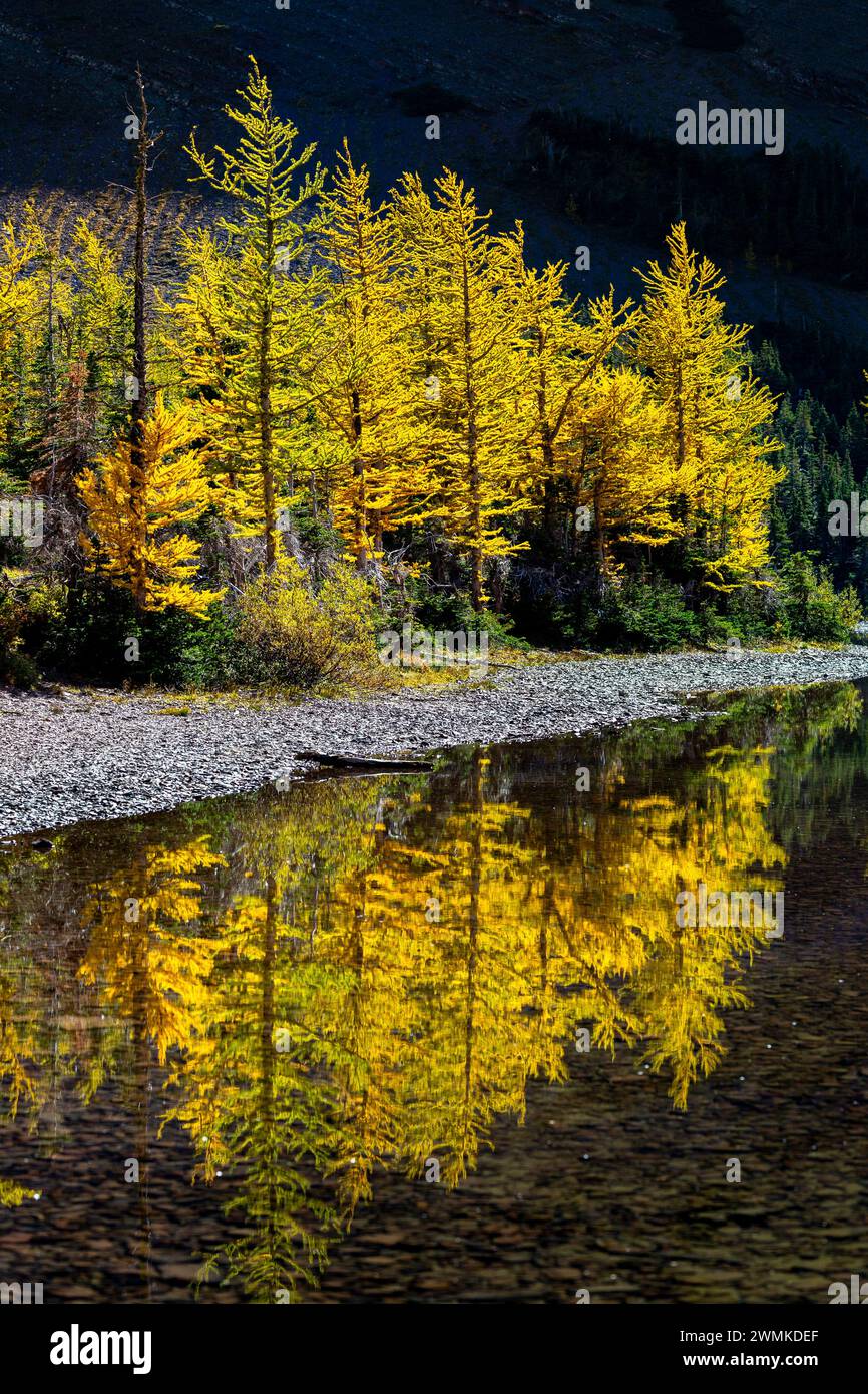 Glowing larch trees reflecting along an alpine lake shoreline with a ...