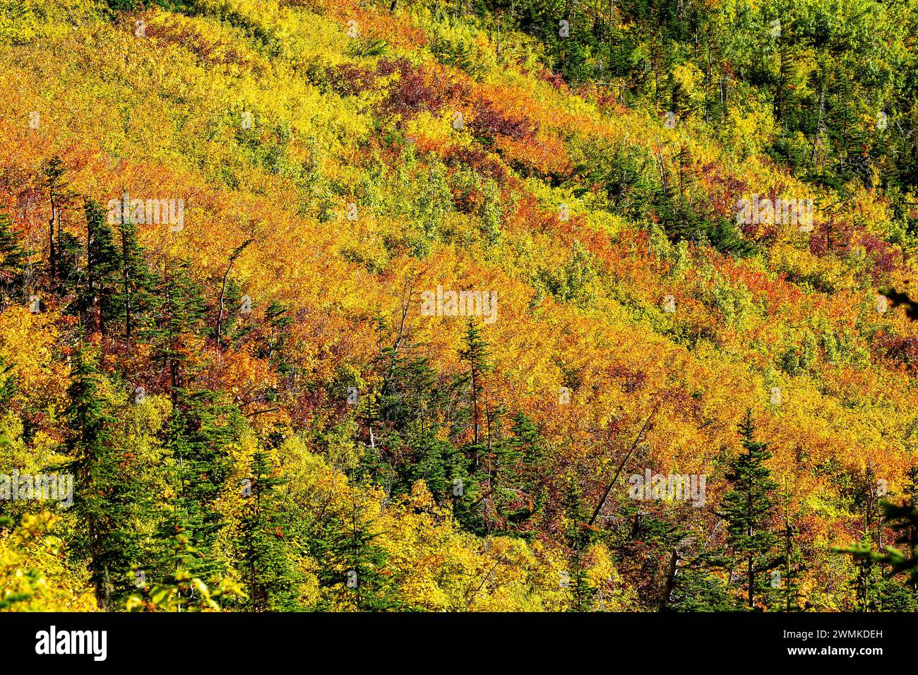 Vibrant fall colours create a mountain slope in Waterton Lakes National ...