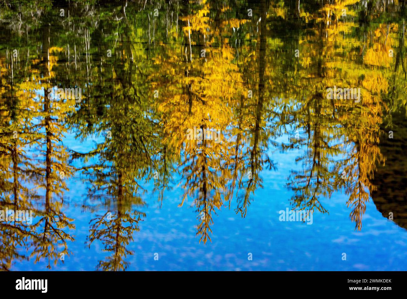 Glowing larch trees reflecting in an alpine lake in Waterton Lakes ...