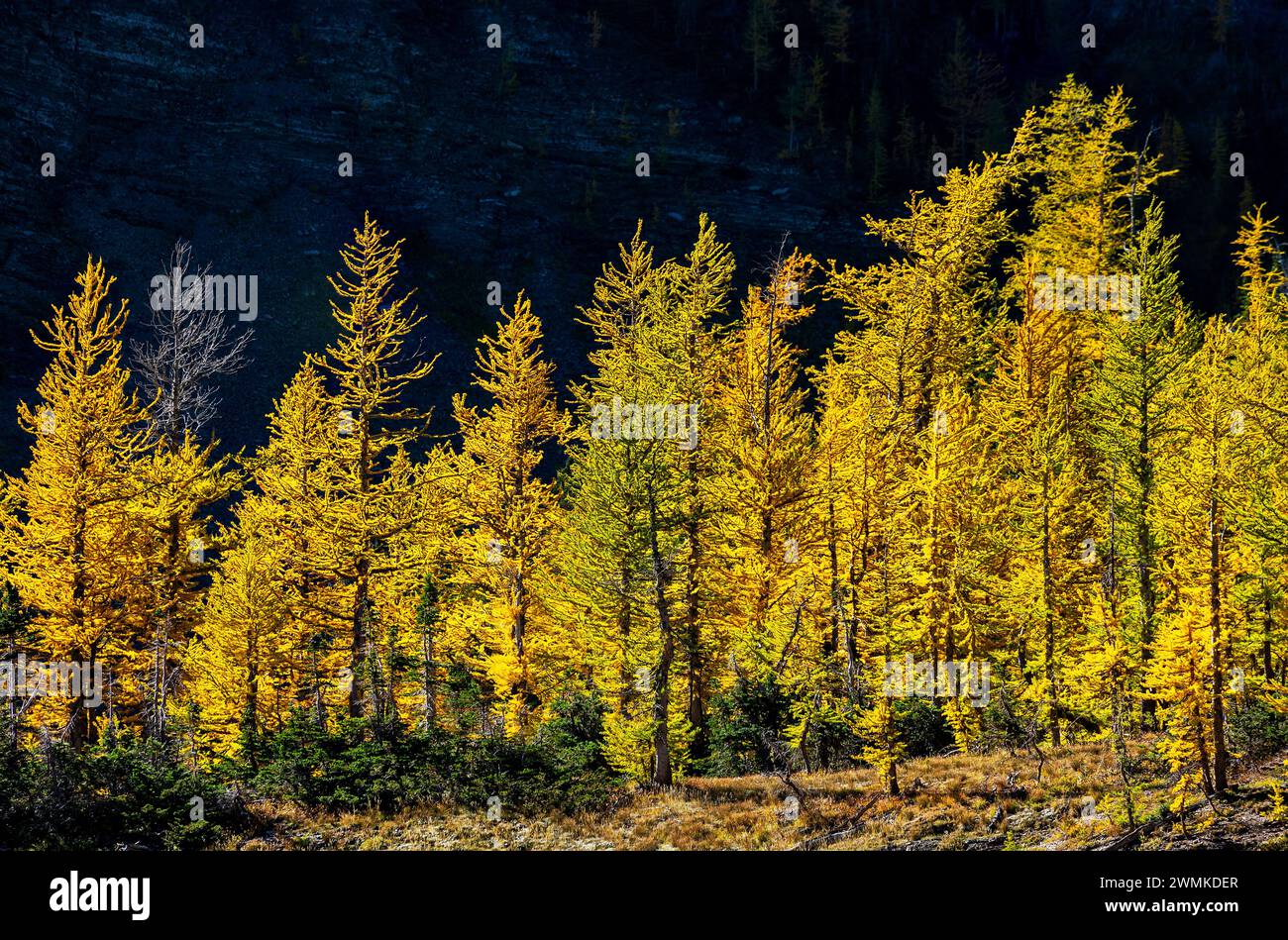Glowing larch trees in autumn colours with a dark cliff face in the ...