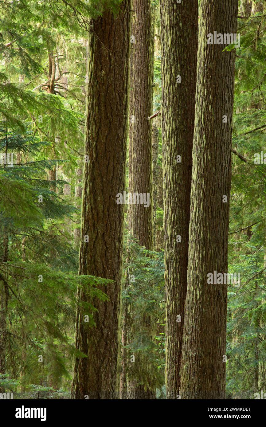Ancient forest along Shellrock Lake Trail, Roaring River Wilderness, Mt ...