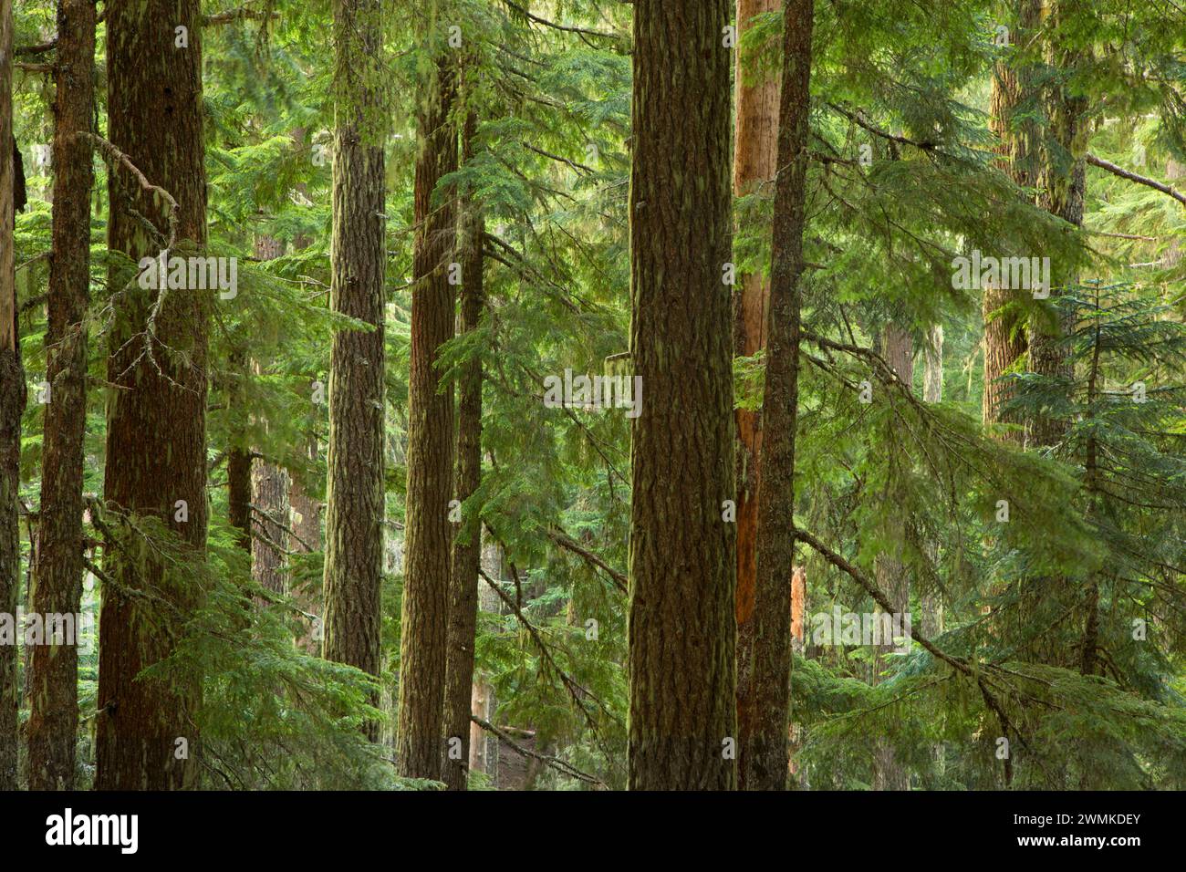 Ancient forest along Shellrock Lake Trail, Roaring River Wilderness, Mt ...