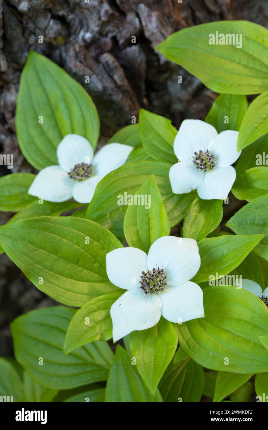 Bunchberry in bloom along Shellrock Lake Trail, Roaring River ...