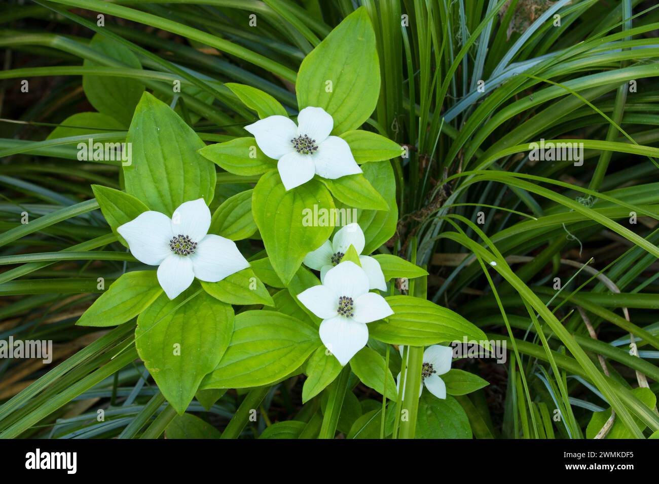Bunchberry in bloom along Shellrock Lake Trail, Roaring River ...