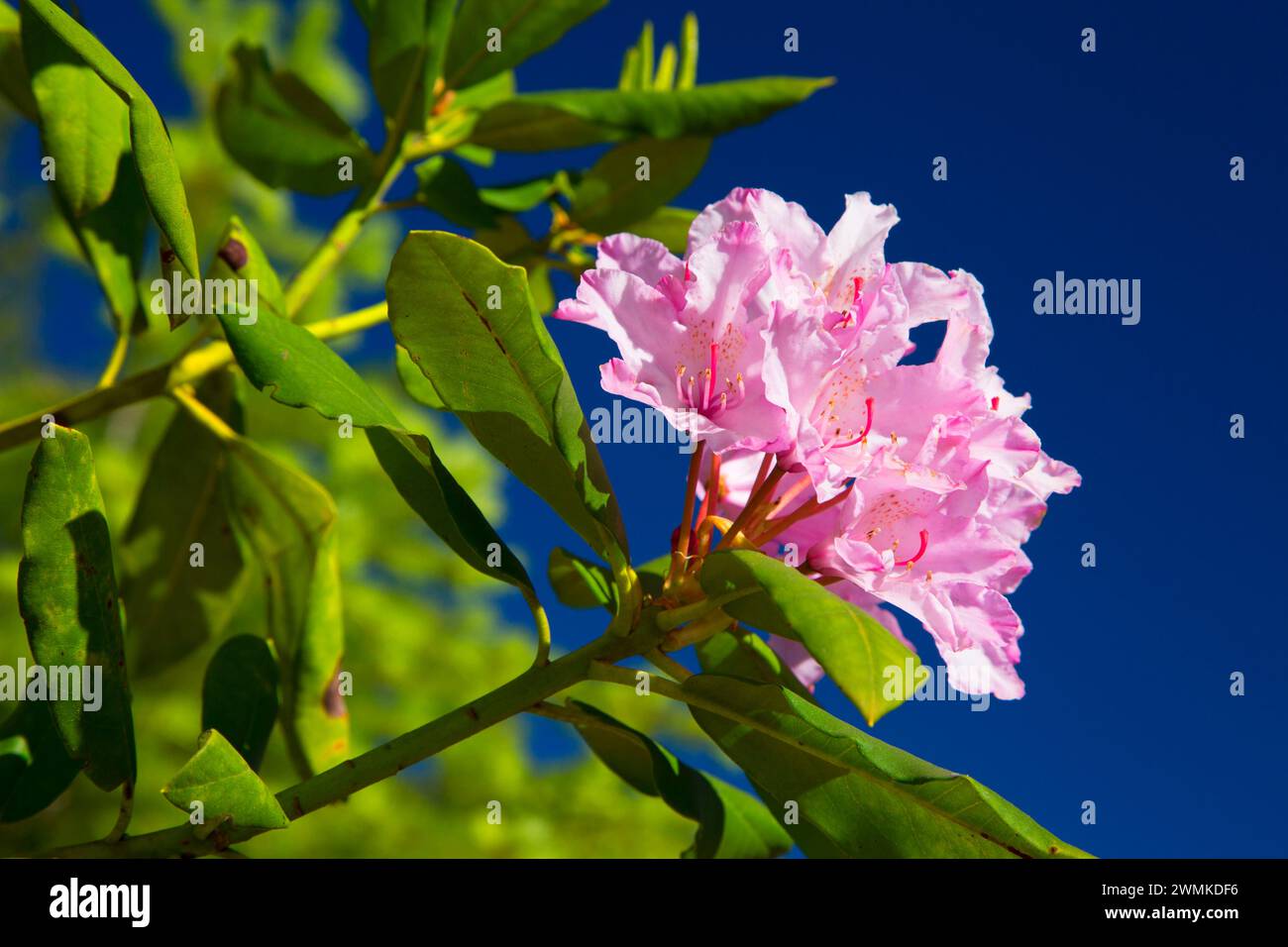 Pacific rhododendron (Rhododendron macrophyllum) in bloom along ...