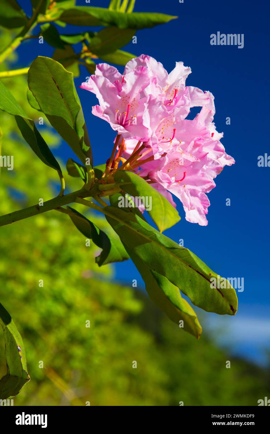 Pacific rhododendron (Rhododendron macrophyllum) in bloom along ...