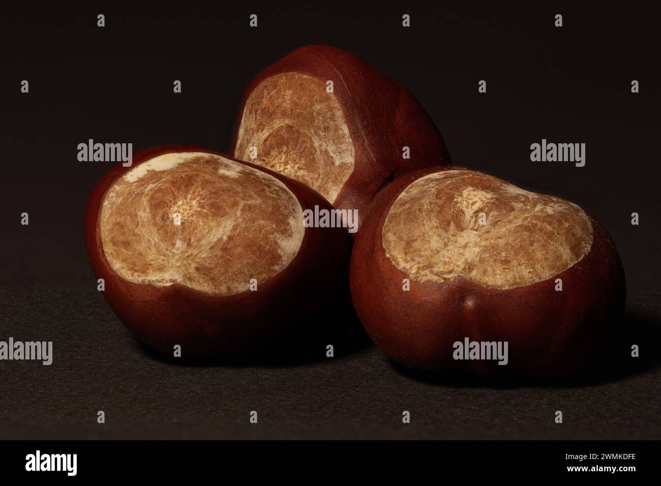 Horse Chestnut seeds aka conkers Stock Photo - Alamy