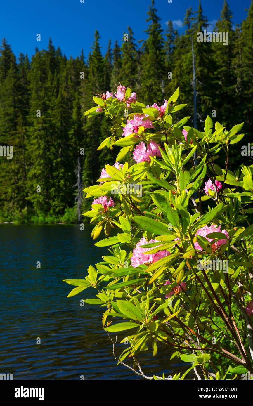 Pacific rhododendron (Rhododendron macrophyllum) at Hideaway Lake, Mt ...