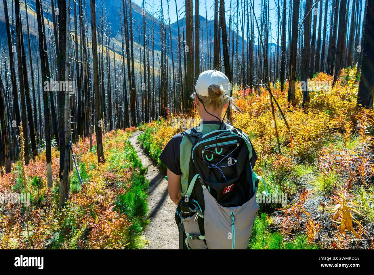 Female hiker along a trail in a burned forest with colourful fall ...