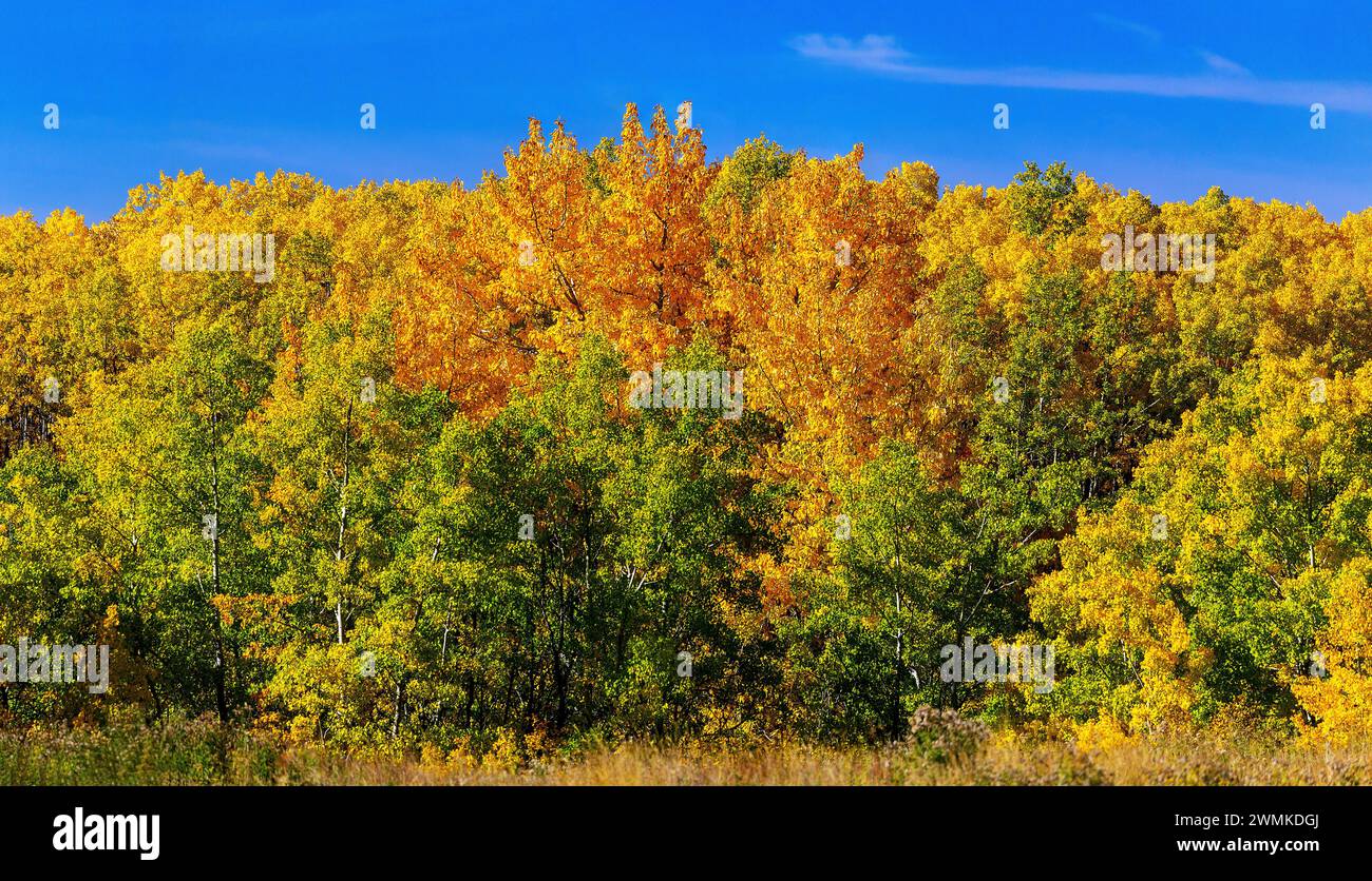 Grouping of trees hi-res stock photography and images - Alamy