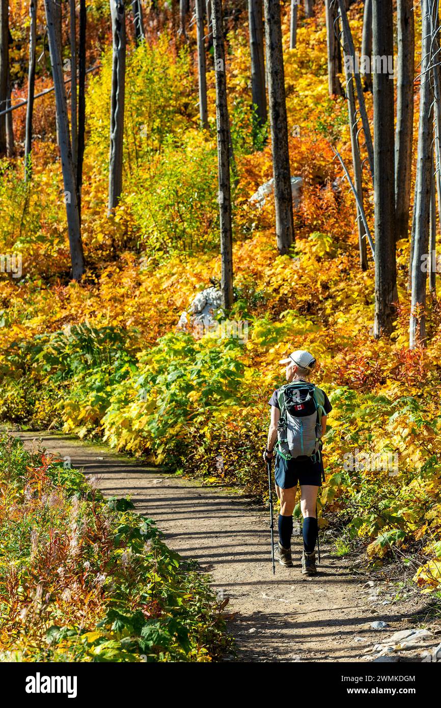Female hiker along a trail in a burned forest with colourful fall ...
