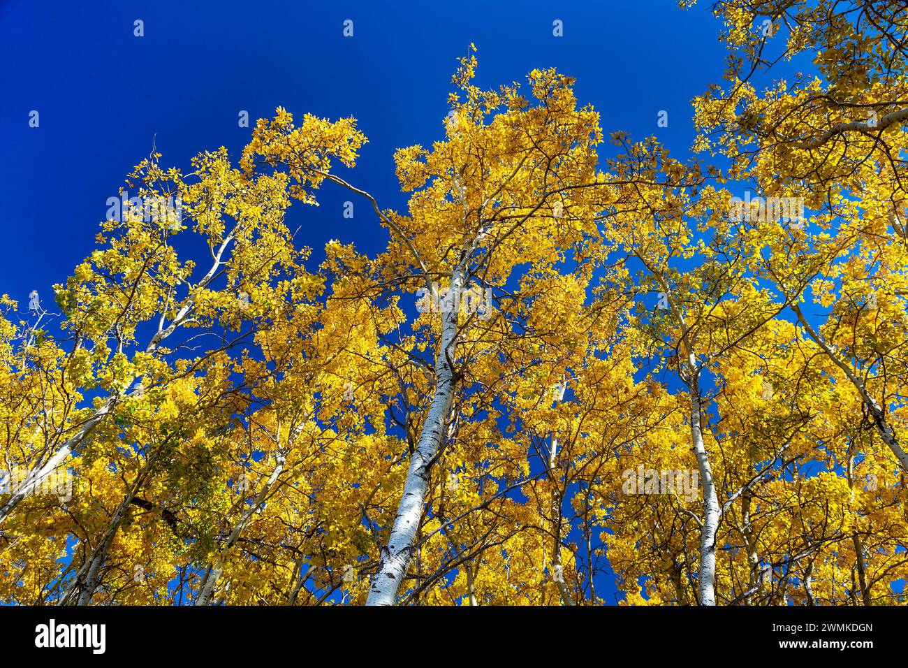 Low angle view of glowing golden coloured trees in the fall with blue ...