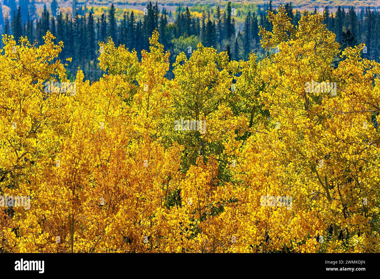 Glowing grouping of fall coloured trees with evergreens in the valley ...