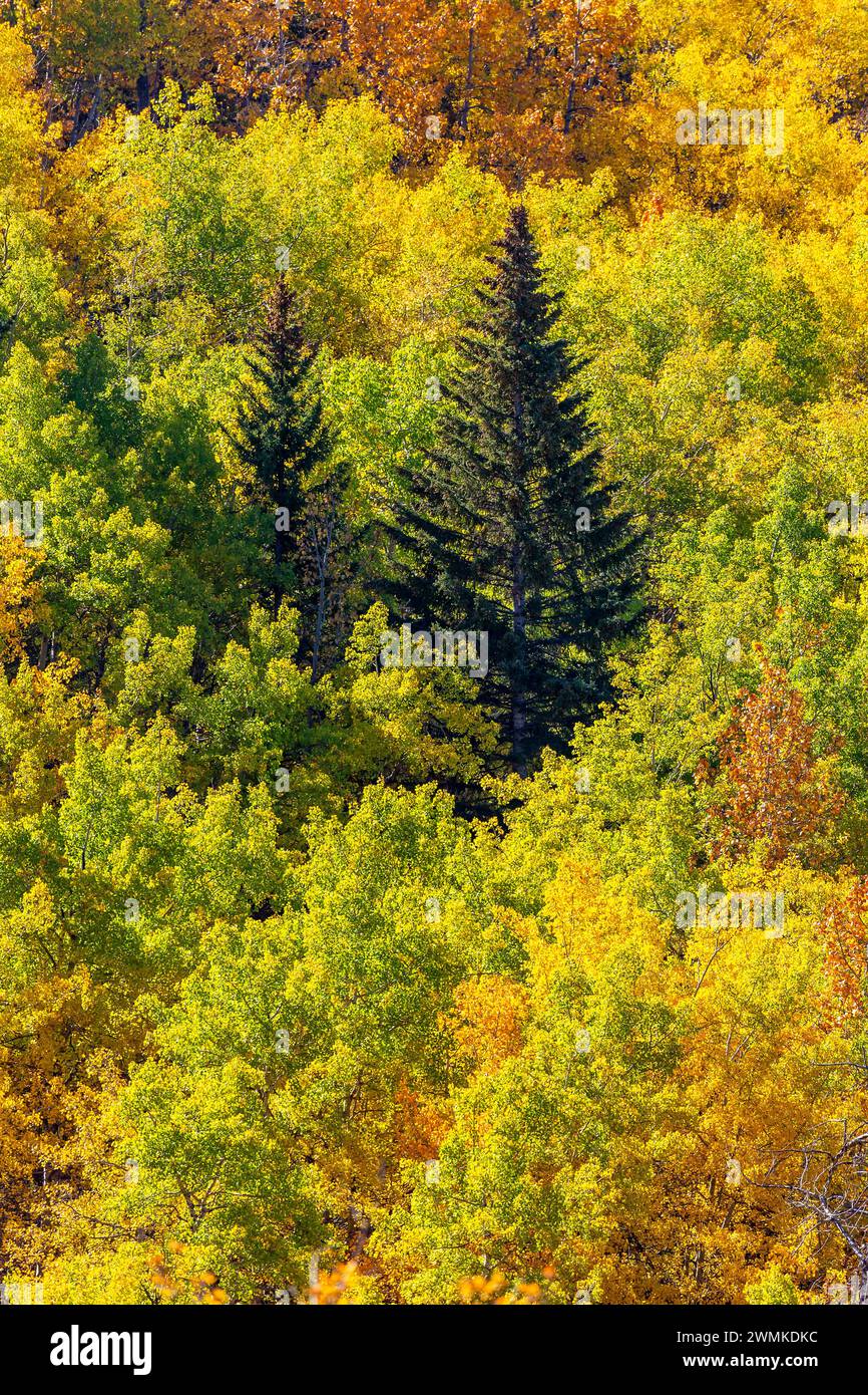 Colourful fall colours on a hill slope with a few evergreen trees ...