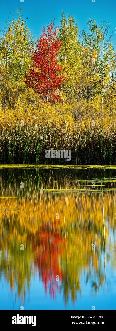 Grouping of fall coloured trees with one red coloured tree reflecting ...