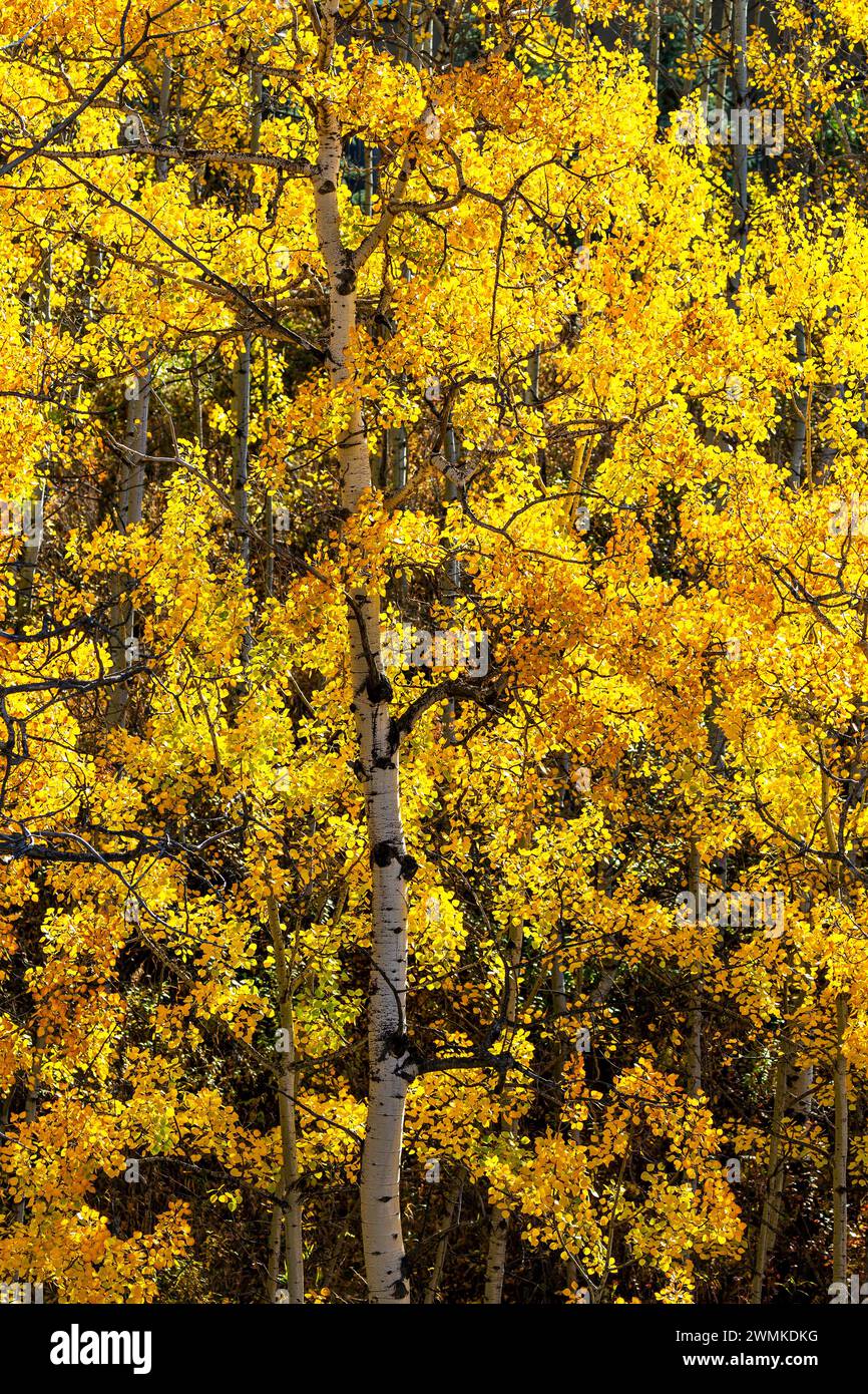 Golden woodland hi-res stock photography and images - Alamy