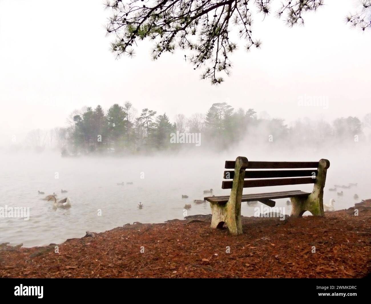 An empty bench overlooks water birds and evergreens on a misty lake ...
