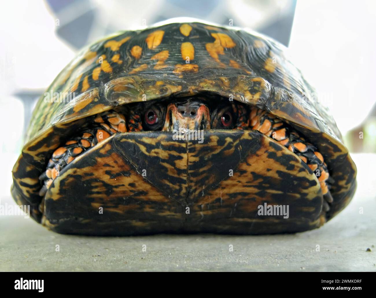 Turtle peeking out of its shell Stock Photo - Alamy