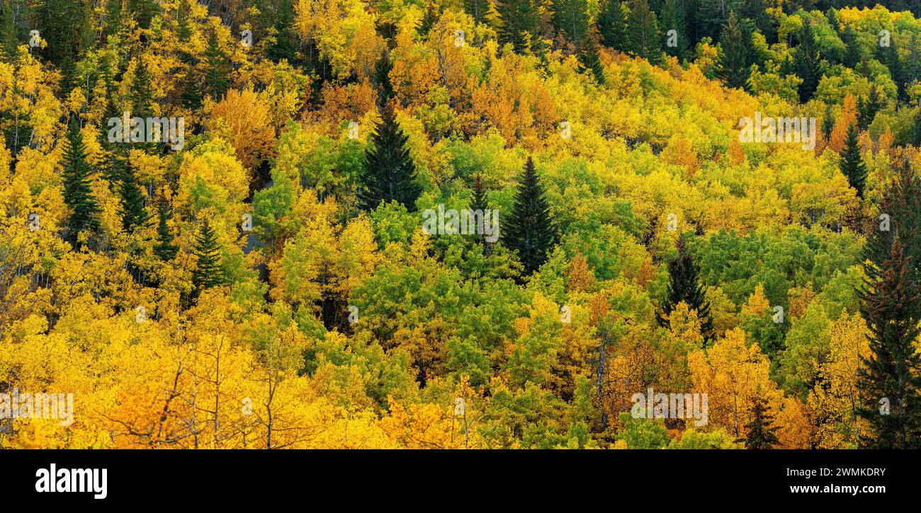 Deciduous and evergreen trees hi-res stock photography and images - Alamy