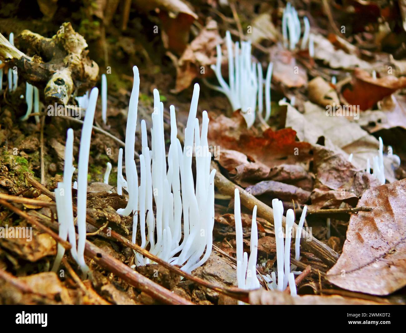 Close-up of bright white stalks of fungi growing on forest floor Stock ...