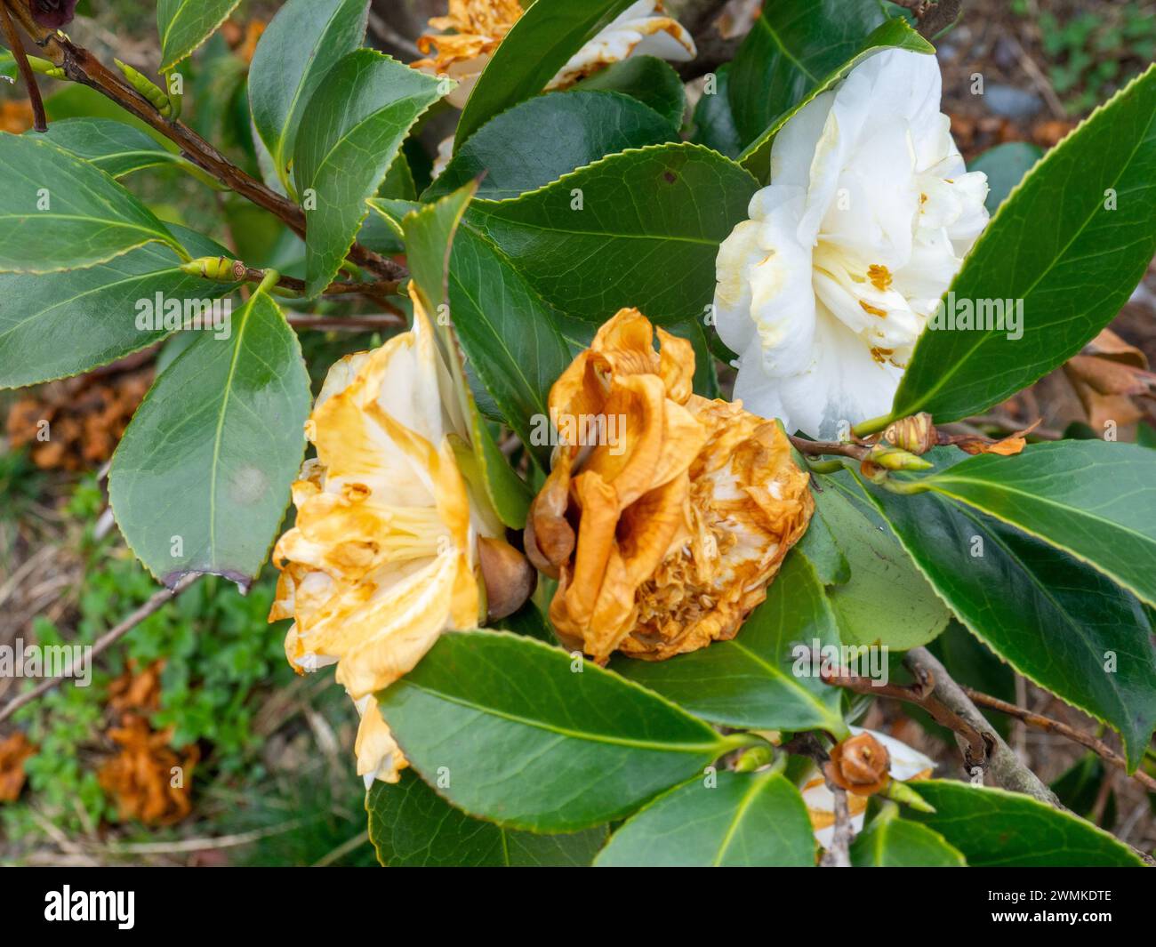 White withered flowers. Flora in winter in the south. White roses fall ...